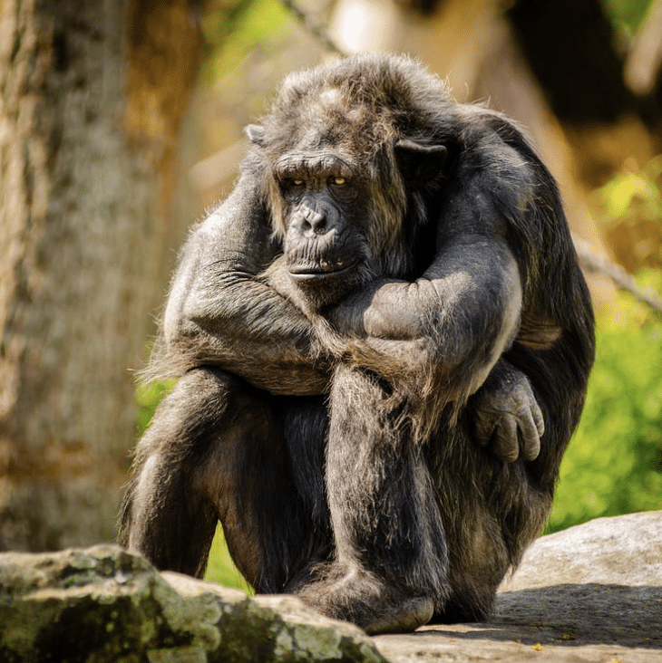 MEMA Monkey Pox | Mid-Atlantic Emergency Medical Associates